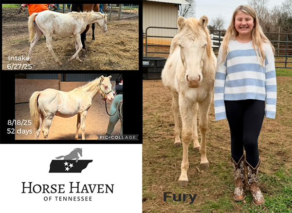 Brooke USA and EQUUS Foundation Partner to Provide Emergency Relief